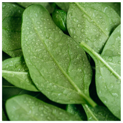 Organic Baby Spinach – Pack – Local Fresh Co